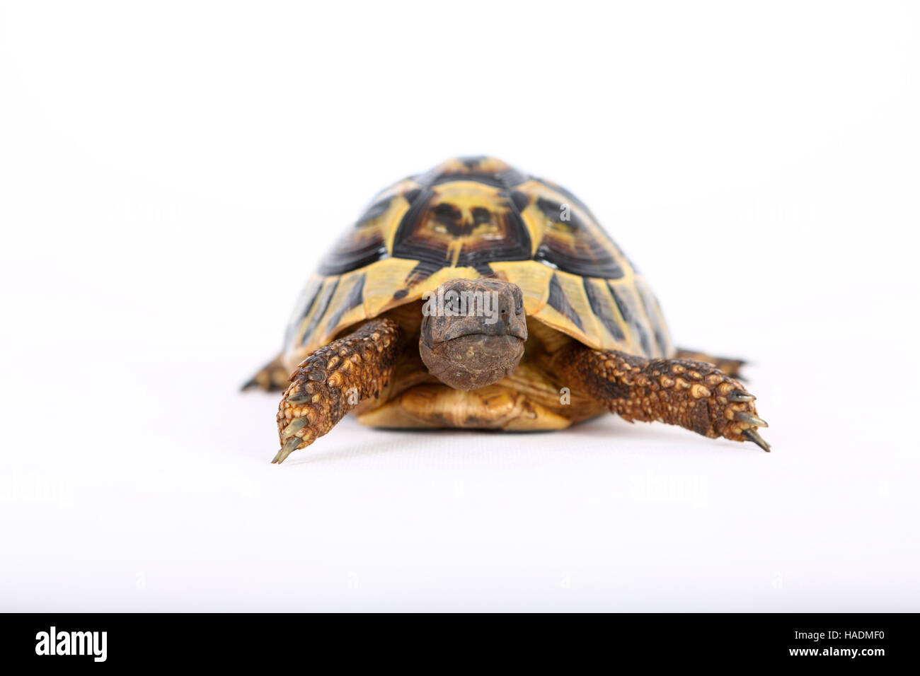 Hermanns Tortoise (Testudo hermanni). Adult seen head-on. Studio ...