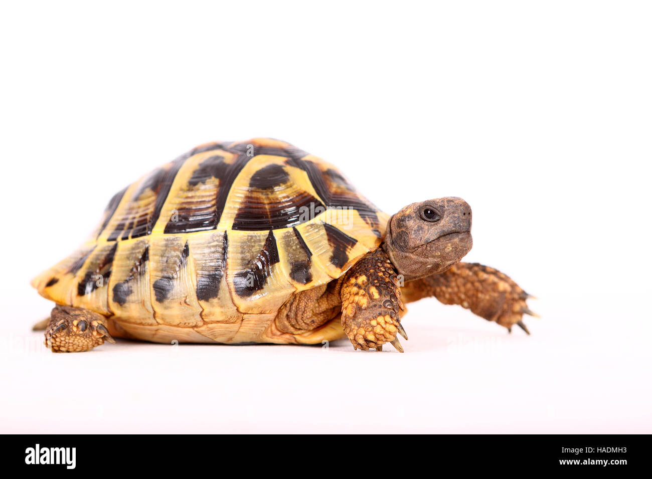 Hermanns Tortoise (Testudo hermanni). Adult walking, seen side-on ...
