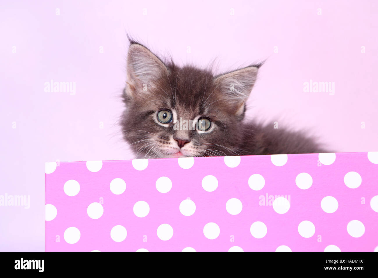 American Longhair, Maine Coon. Tabby kitten (8 weeks old) in a pink box ...