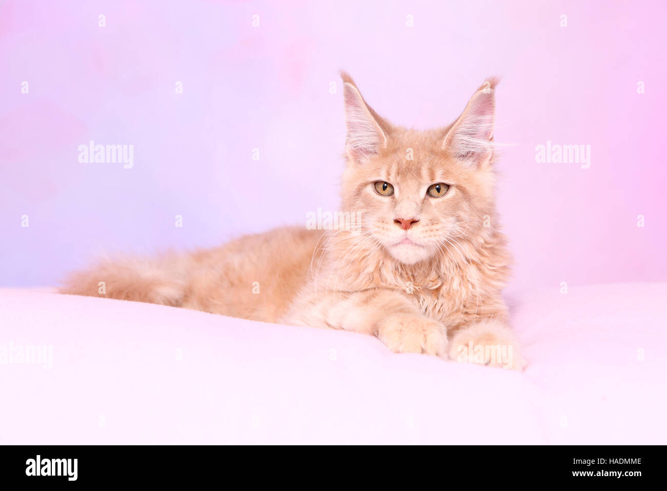 American Longhair, Maine Coon. Tomcat lying on a pink blanket. Germany ...