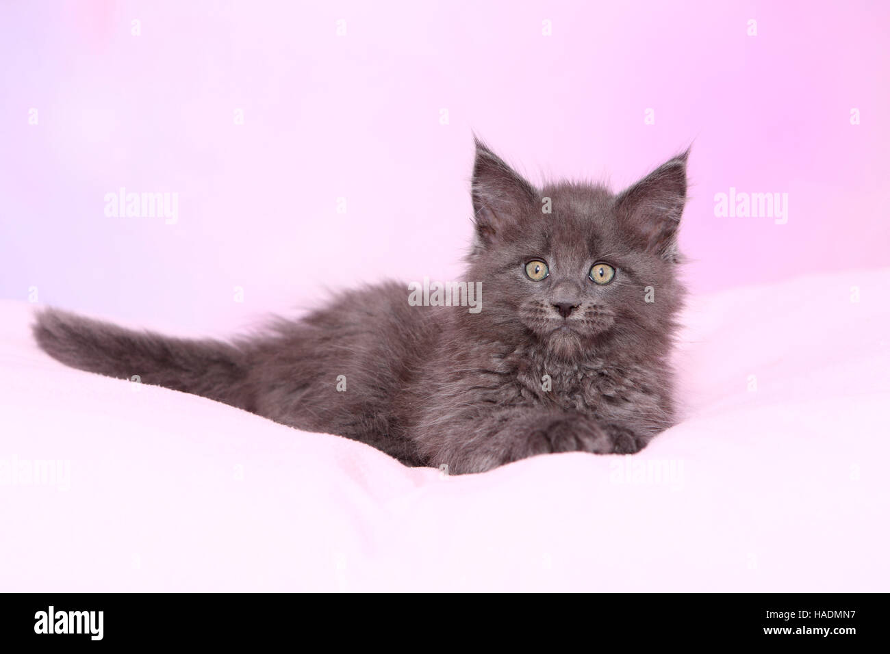 American Longhair, Maine Coon. Blue kitten (8 weeks old) lying on a ...