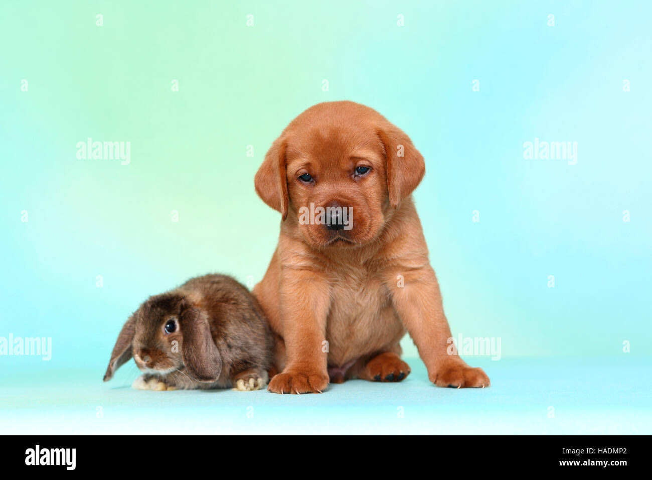 Labrador Retriever. Puppy (5 weeks old) sitting next to dwarf lop-eared ...