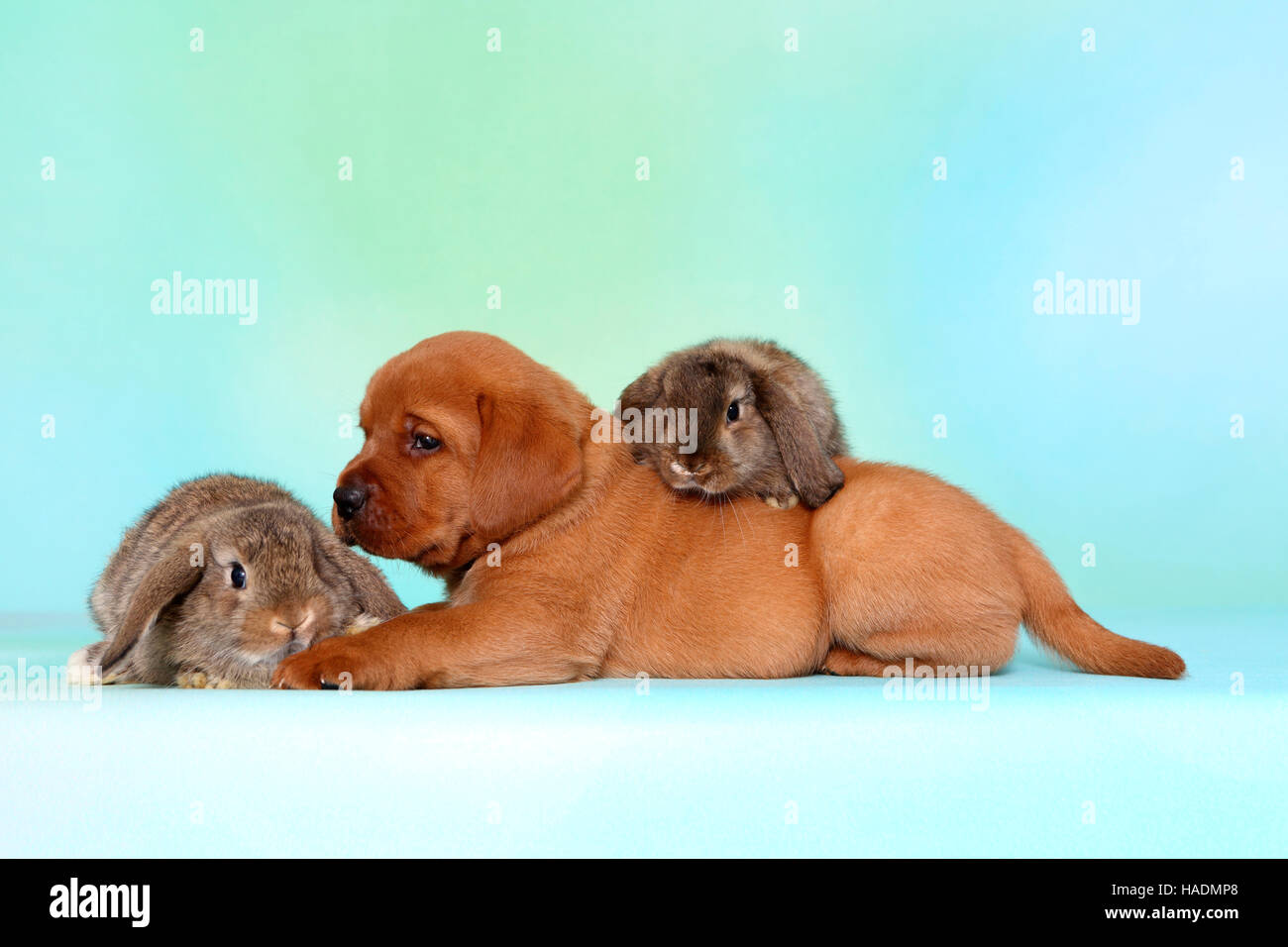 Labrador Retriever. Puppy (5 weeks old) with a pair of dwarf lop-eared ...