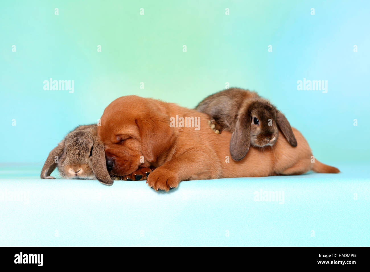 Labrador Retriever. Puppy (5 weeks old) with a pair of dwarf lop-eared ...