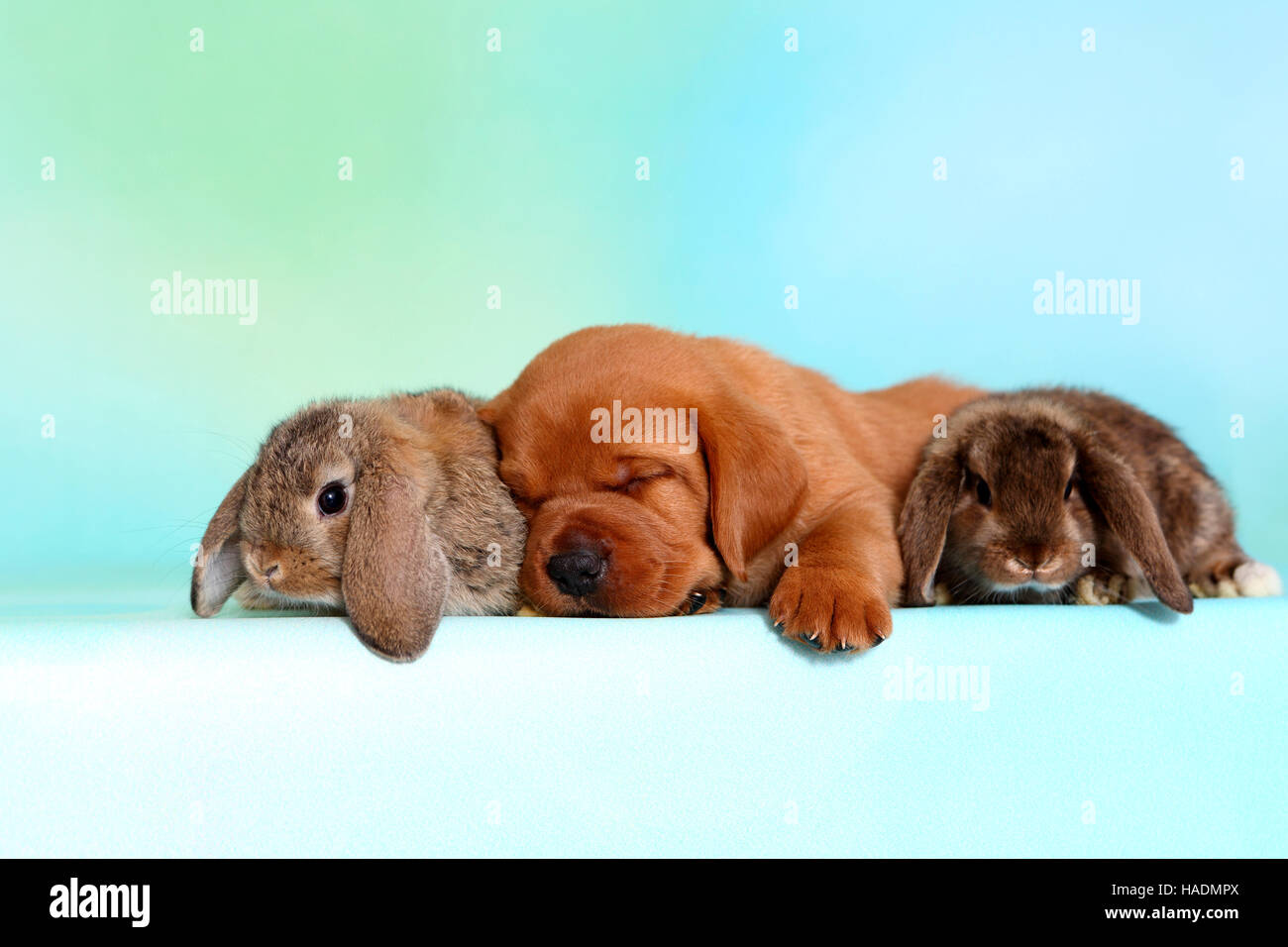 Labrador Retriever. Puppy (5 weeks old) with a pair of dwarf lop-eared ...