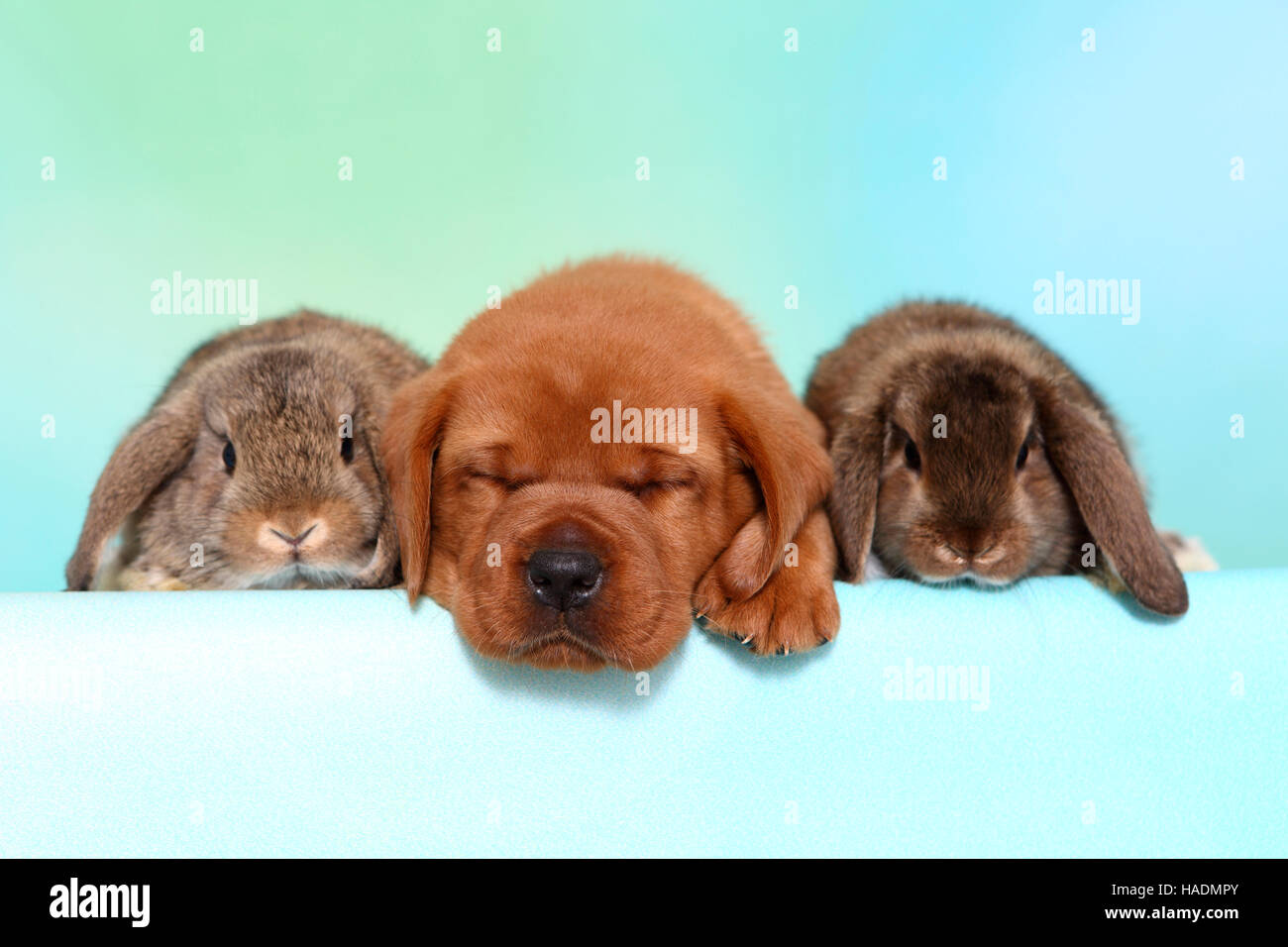 Labrador Retriever. Puppy (5 weeks old) with a pair of dwarf lop-eared ...
