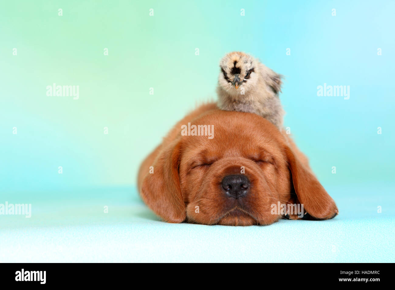 Labrador Retriever. Puppy (5 weeks old) with a chicken on its head ...