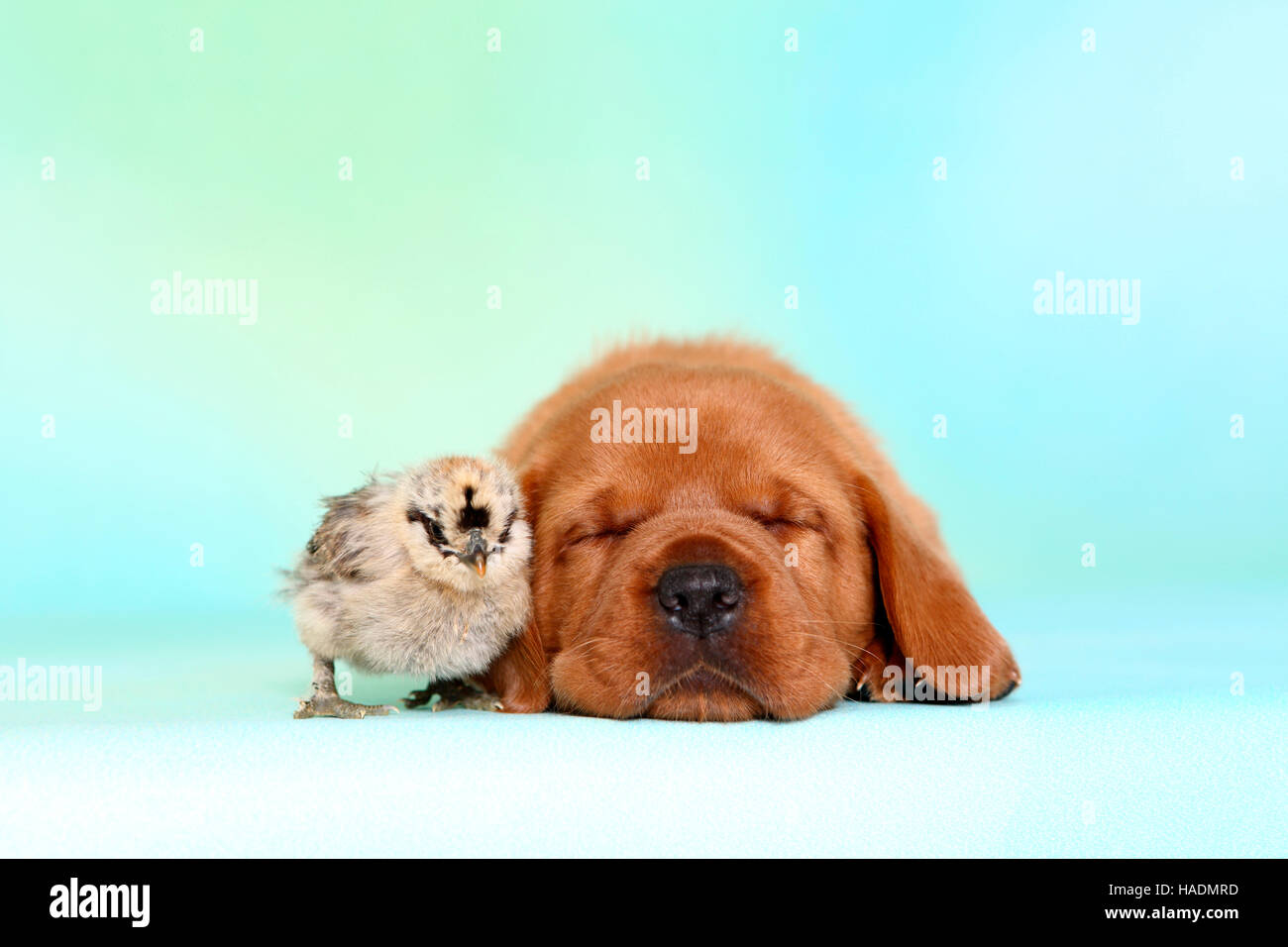 Labrador Retriever. Puppy (5 weeks old) with a chicken, sleeping ...