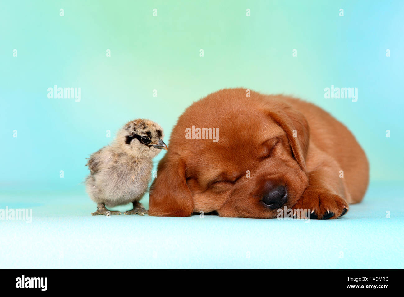 Labrador Retriever. Puppy (5 weeks old) with a chicken, sleeping ...