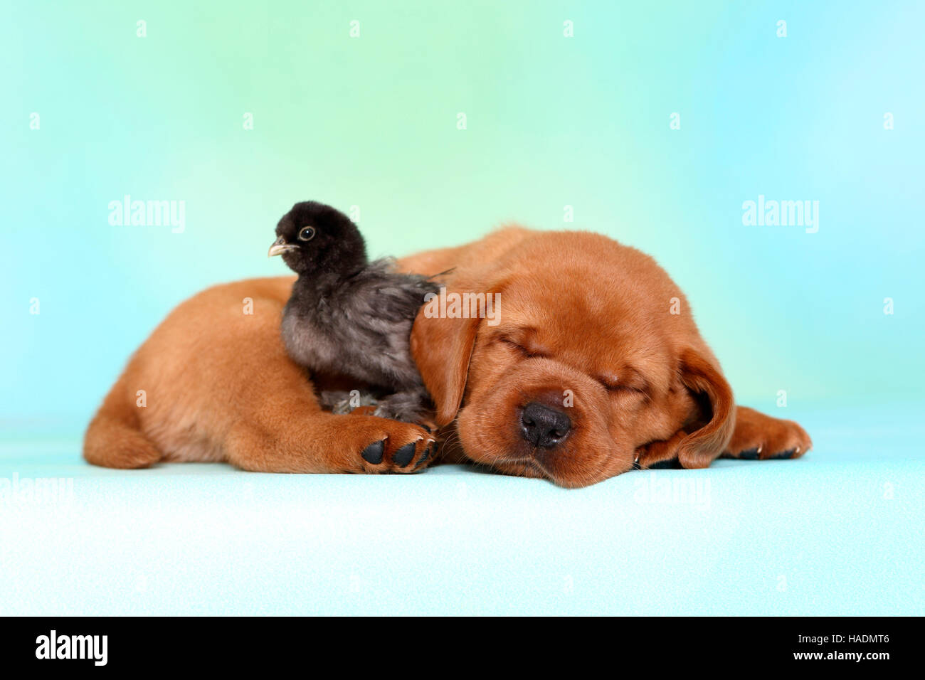 Labrador Retriever. Puppy (5 weeks old) with a chicken, sleeping ...
