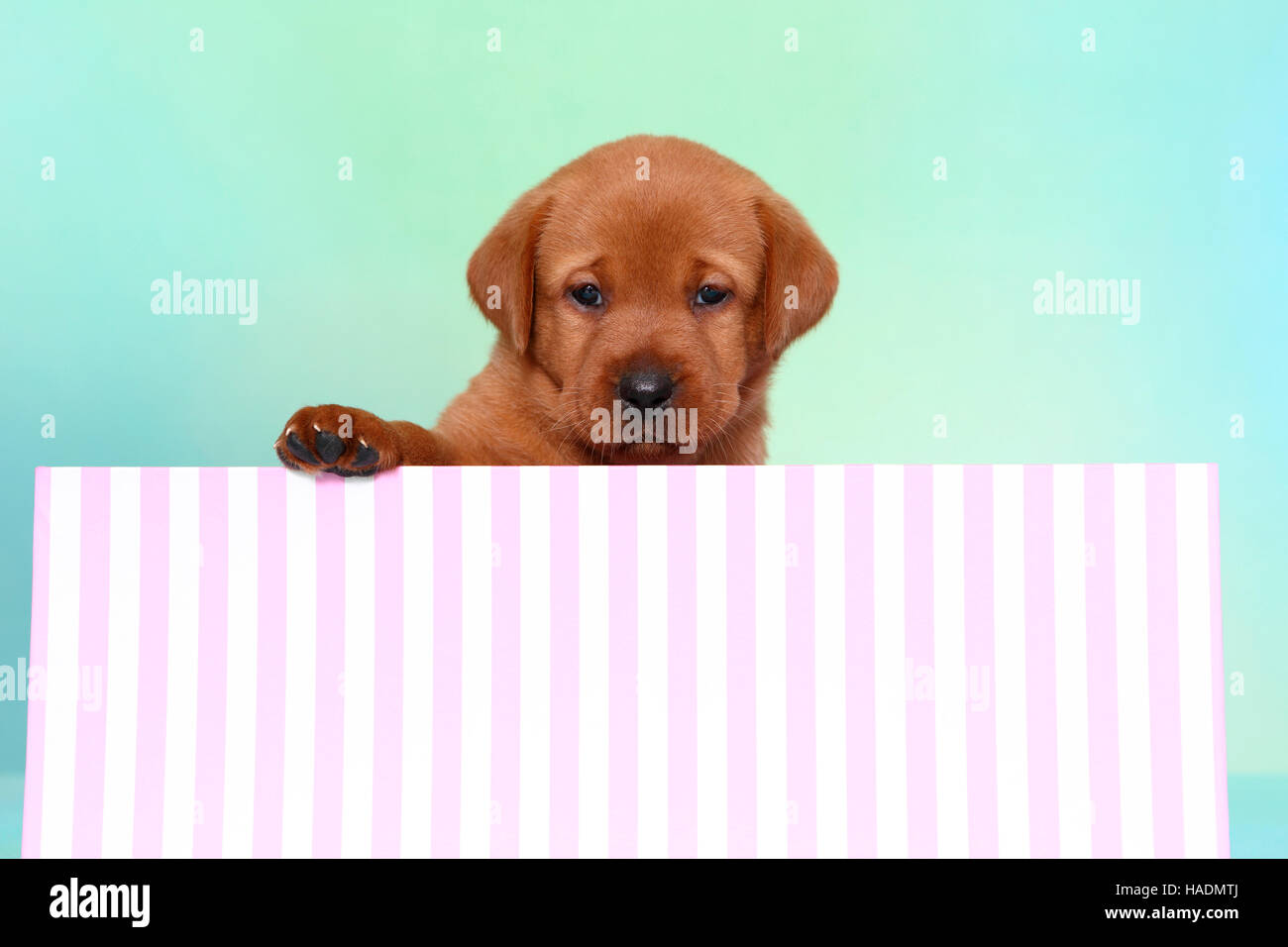 Labrador Retriever. Puppy (5 weeks old) looking out of a red-and-pink ...