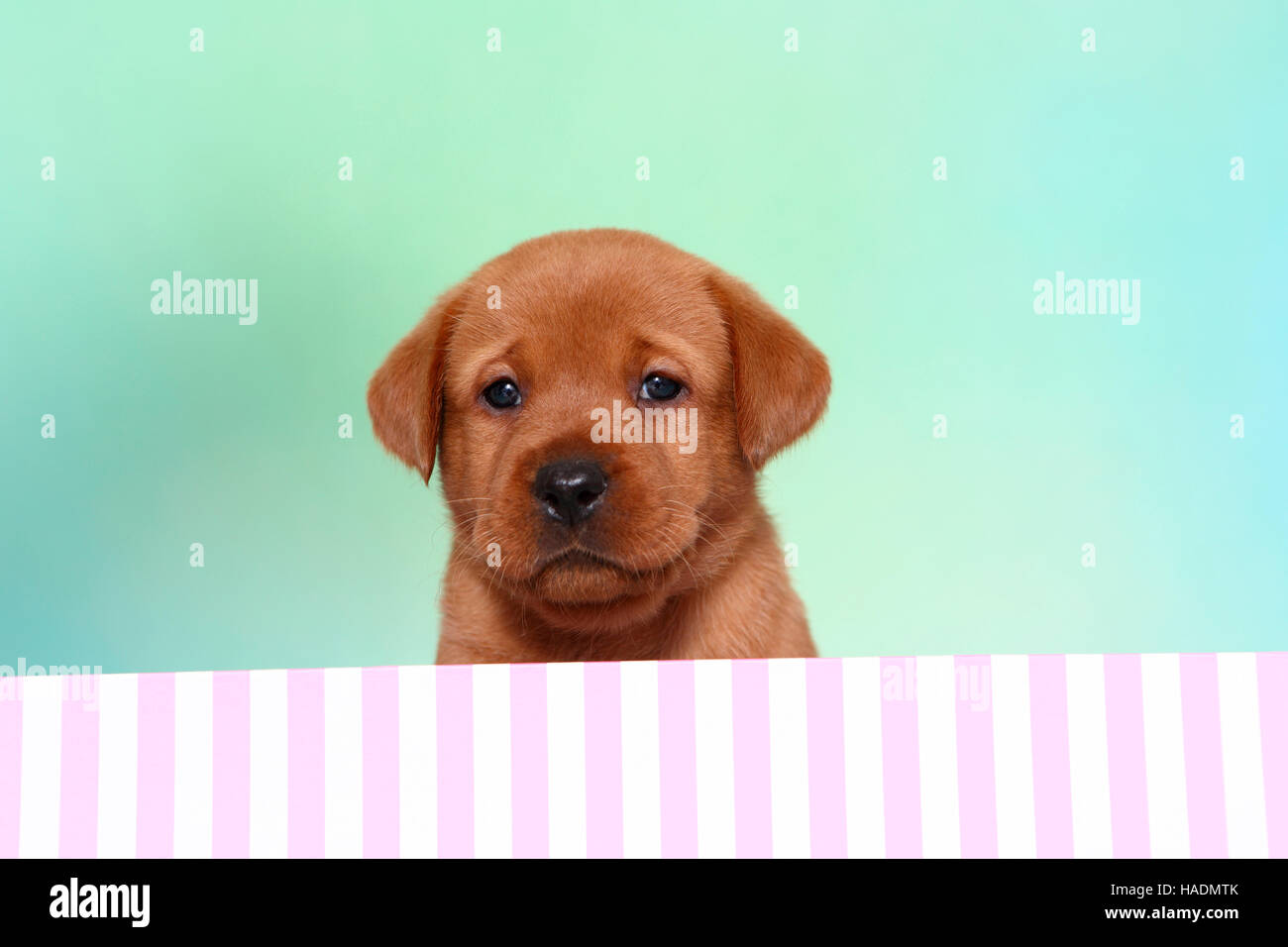 Labrador Retriever. Puppy (5 weeks old) looking out of a red-and-pink ...