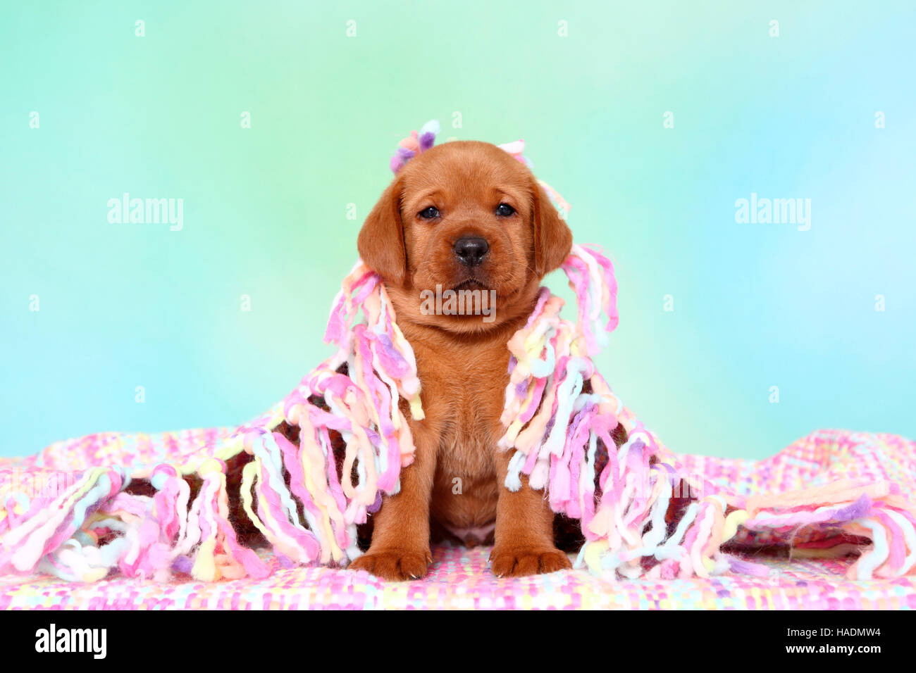 Labrador Retriever. Puppy (5 weeks old) sitting under a multicolored ...