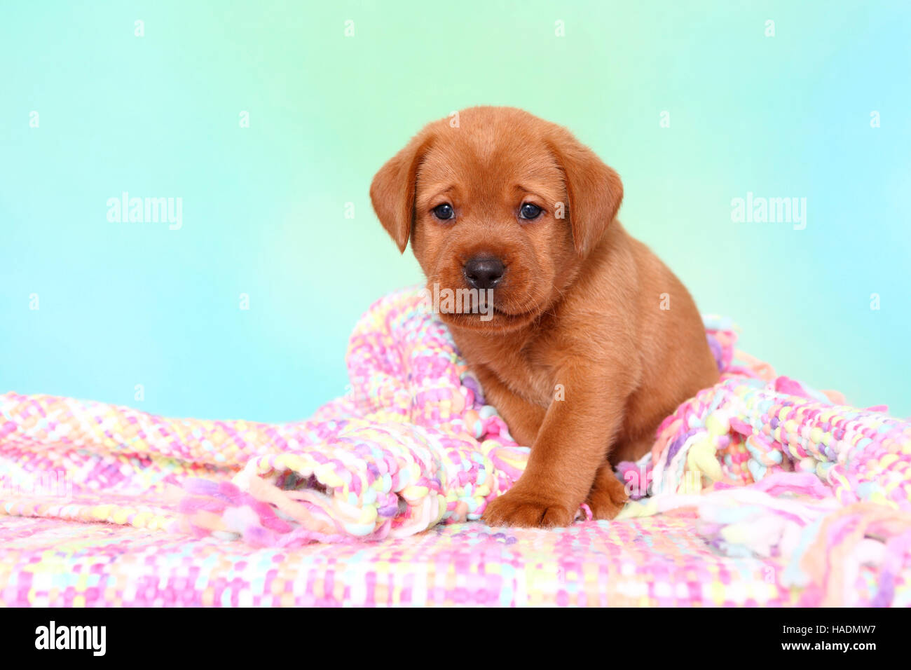 Labrador Retriever. Puppy (5 weeks old) sitting on a multicolored ...