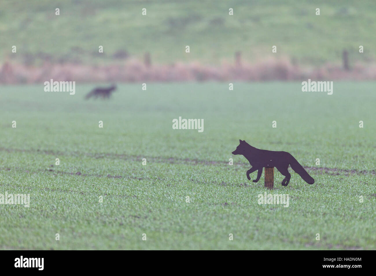 The fox and goose hi-res stock photography and images - Alamy