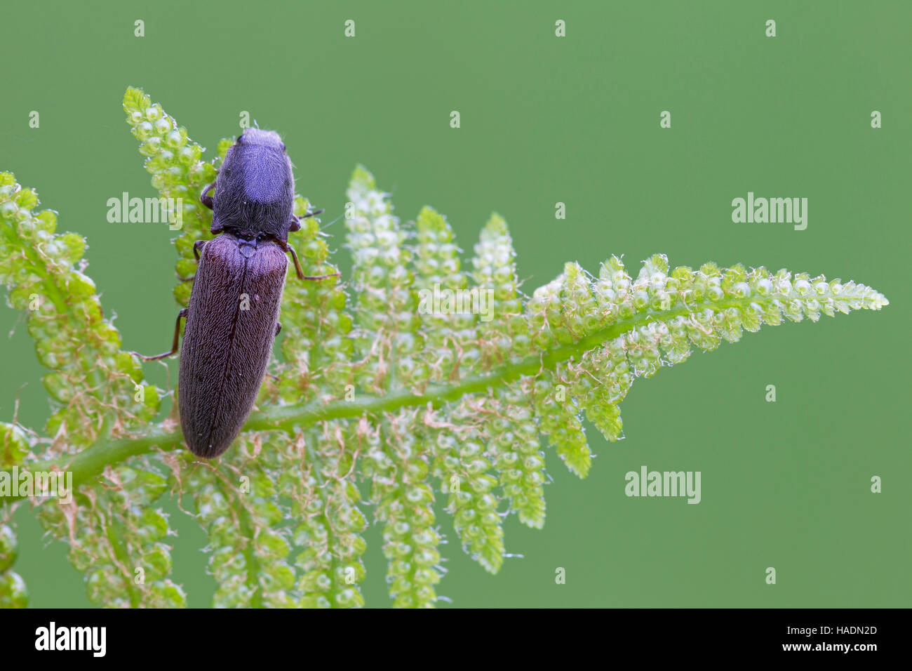 Click Beetle (Athous haemorrhoidalis). Adult on a fern frond. Germany ...