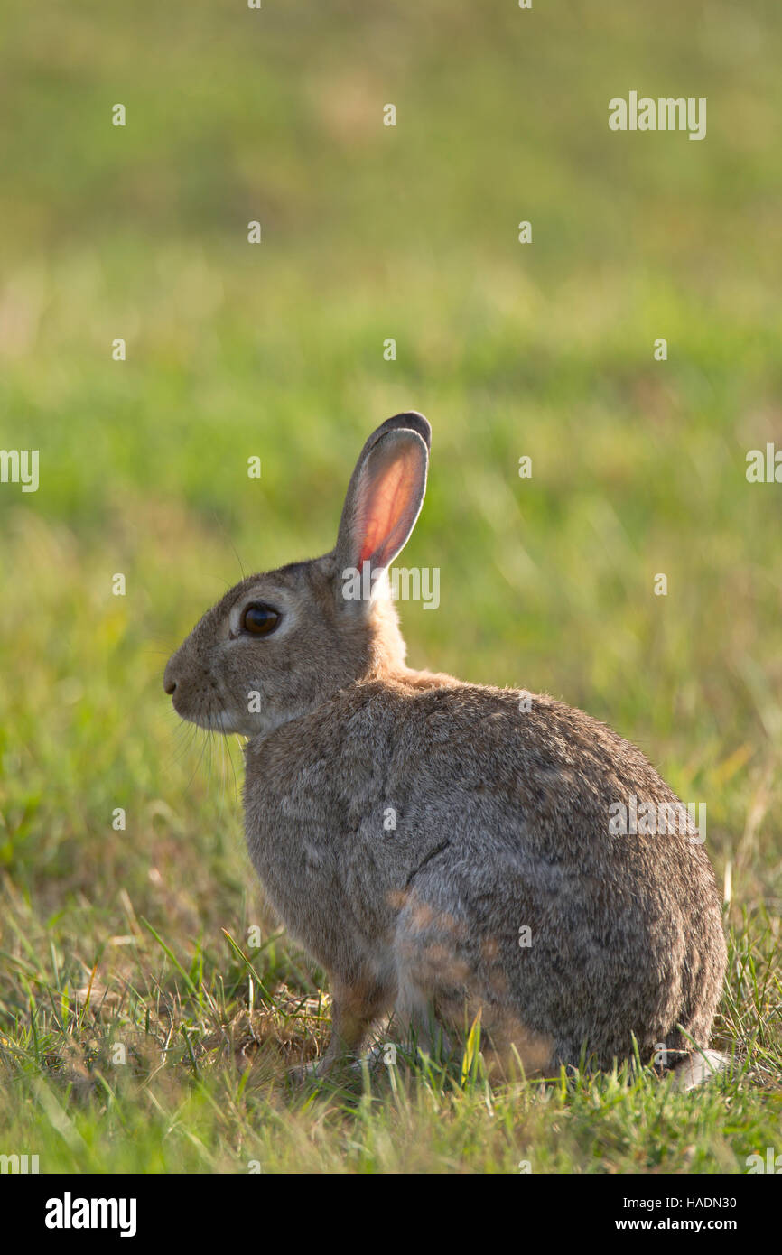 European Rabbit (Oryctolagus cuniculus). Adult on a meadow. Germany ...