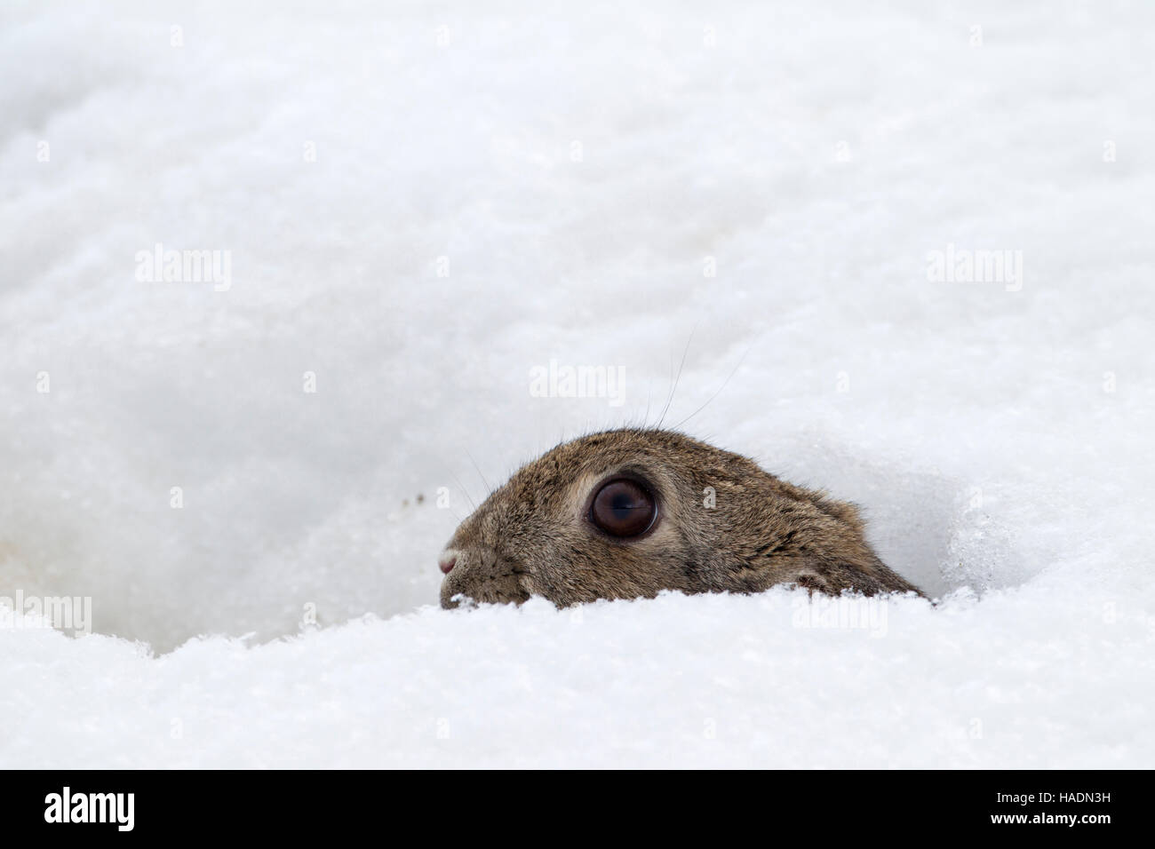 European Rabbit (Oryctolagus cuniculus). Adult looking out of its ...