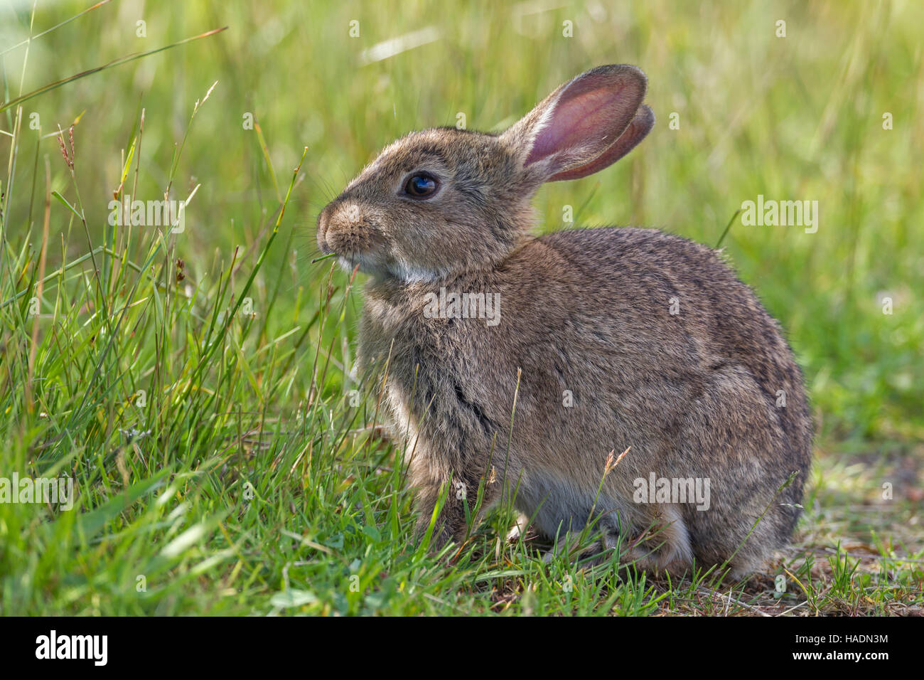 European Rabbit (Oryctolagus cuniculus). Adult on a meadow, eating ...
