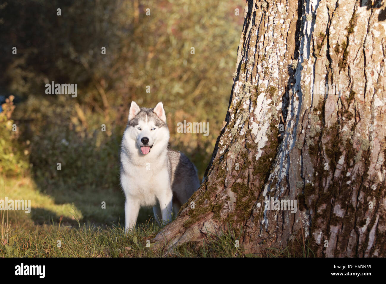 Siberian Husky standing next to a tree. Germany Stock Photo - Alamy