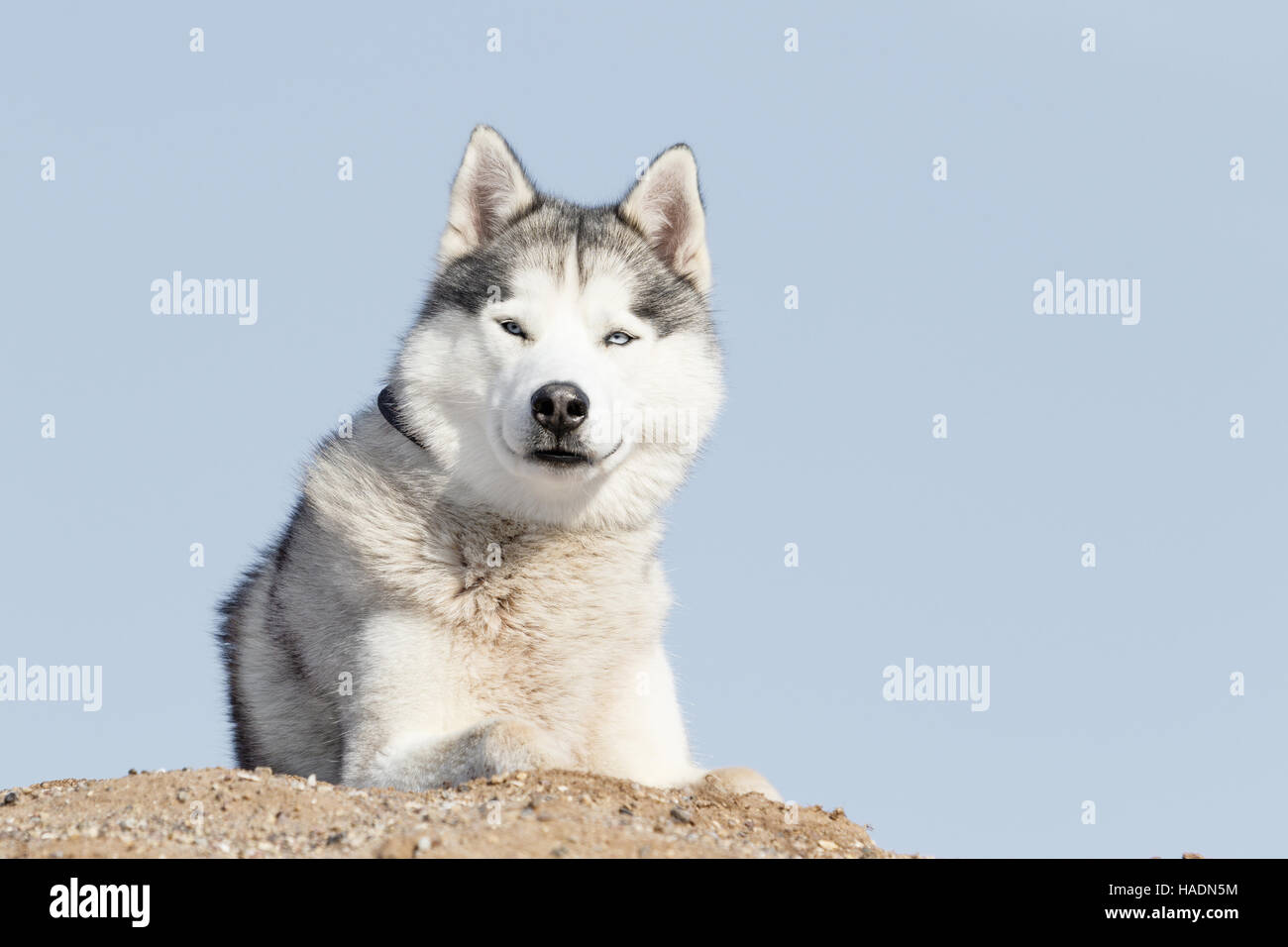 Siberian Husky. Juvenile male lying on sand. Germany Stock Photo - Alamy