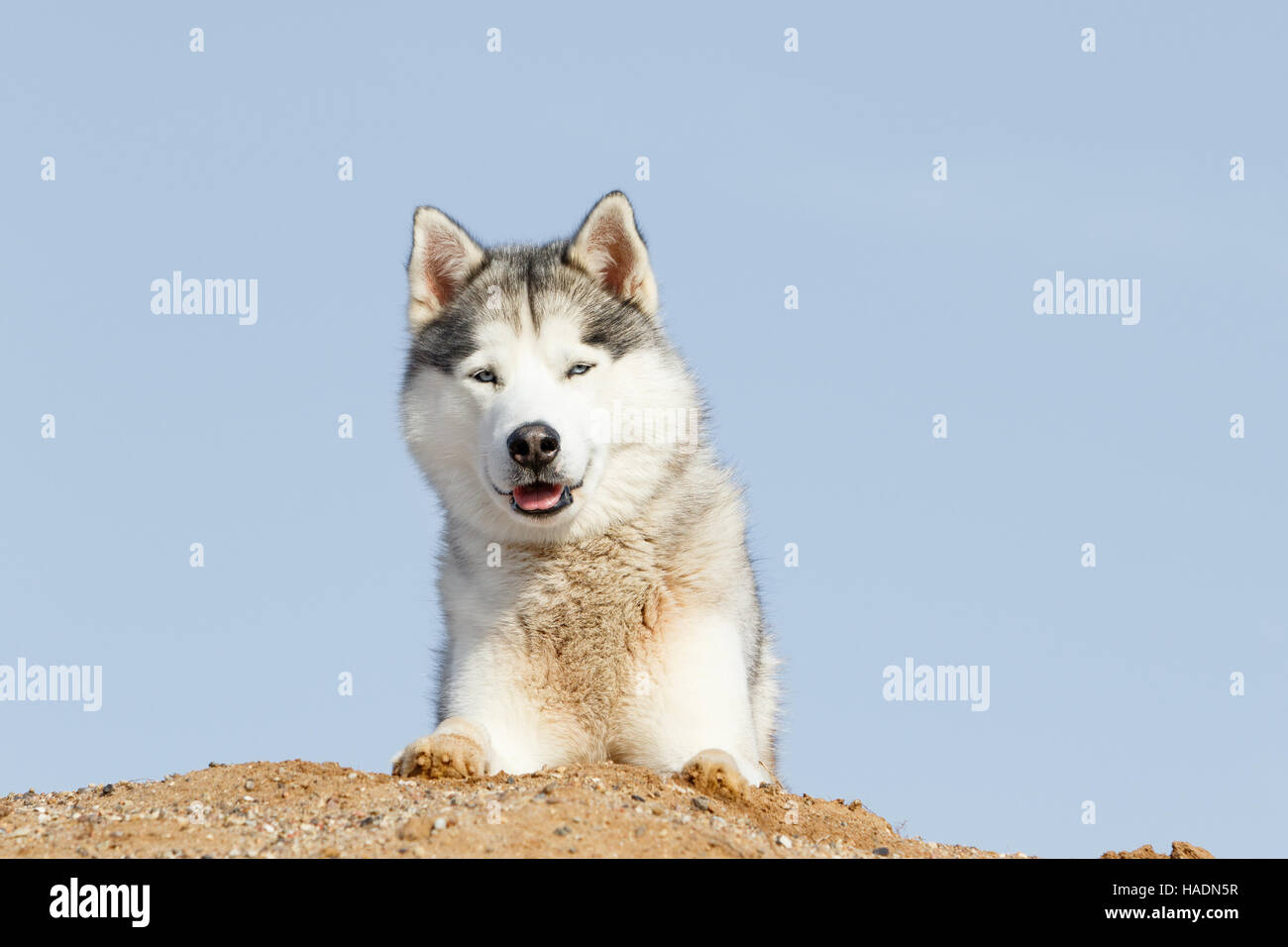 Siberian Husky. Juvenile male lying on sand. Germany Stock Photo - Alamy