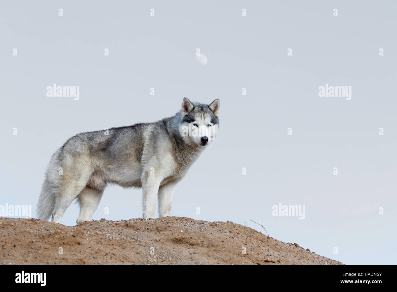 Siberian Husky. Juvenile male standing on a hill with the raising moon ...