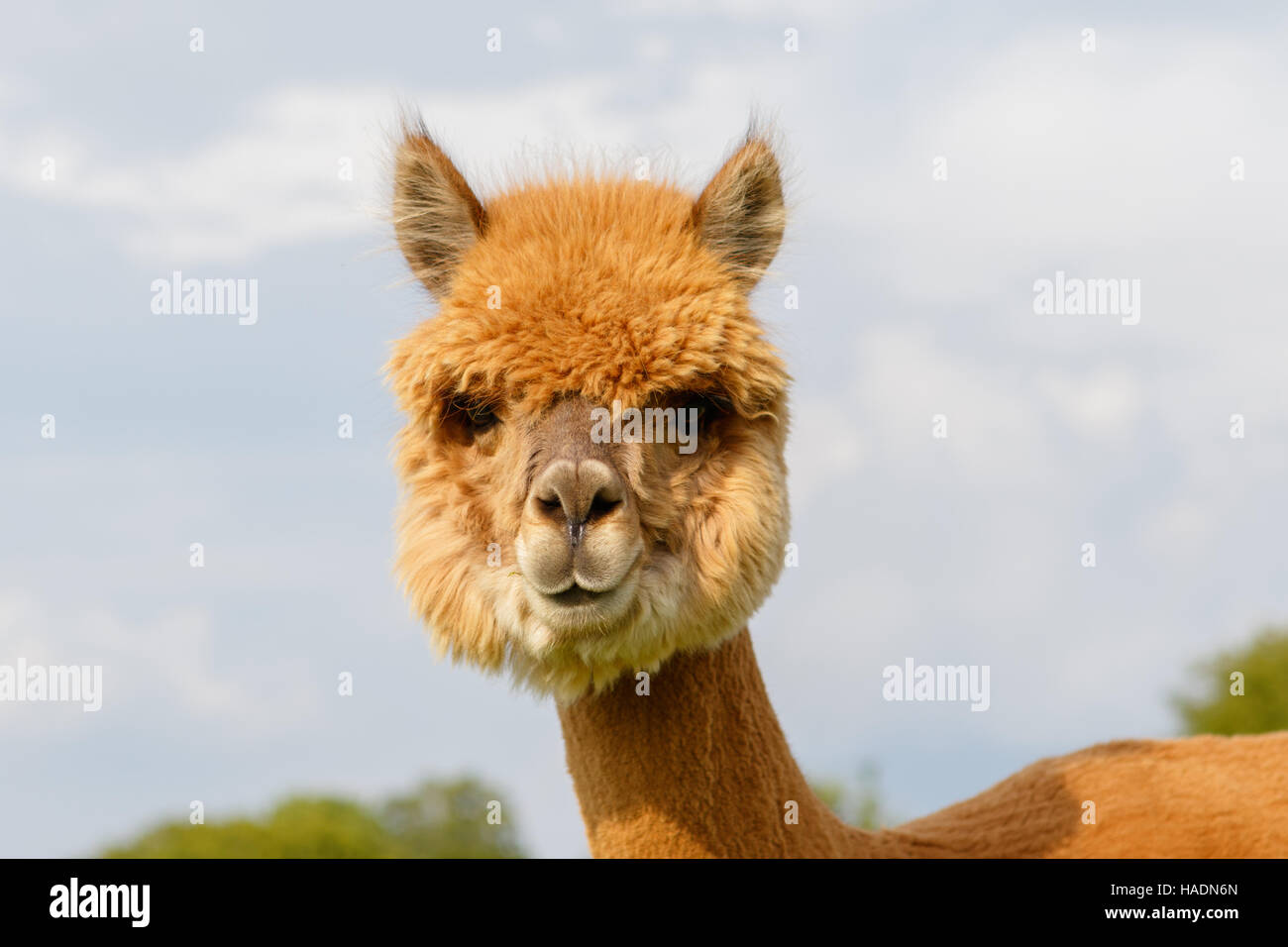 Shearing alpaca hi-res stock photography and images - Alamy