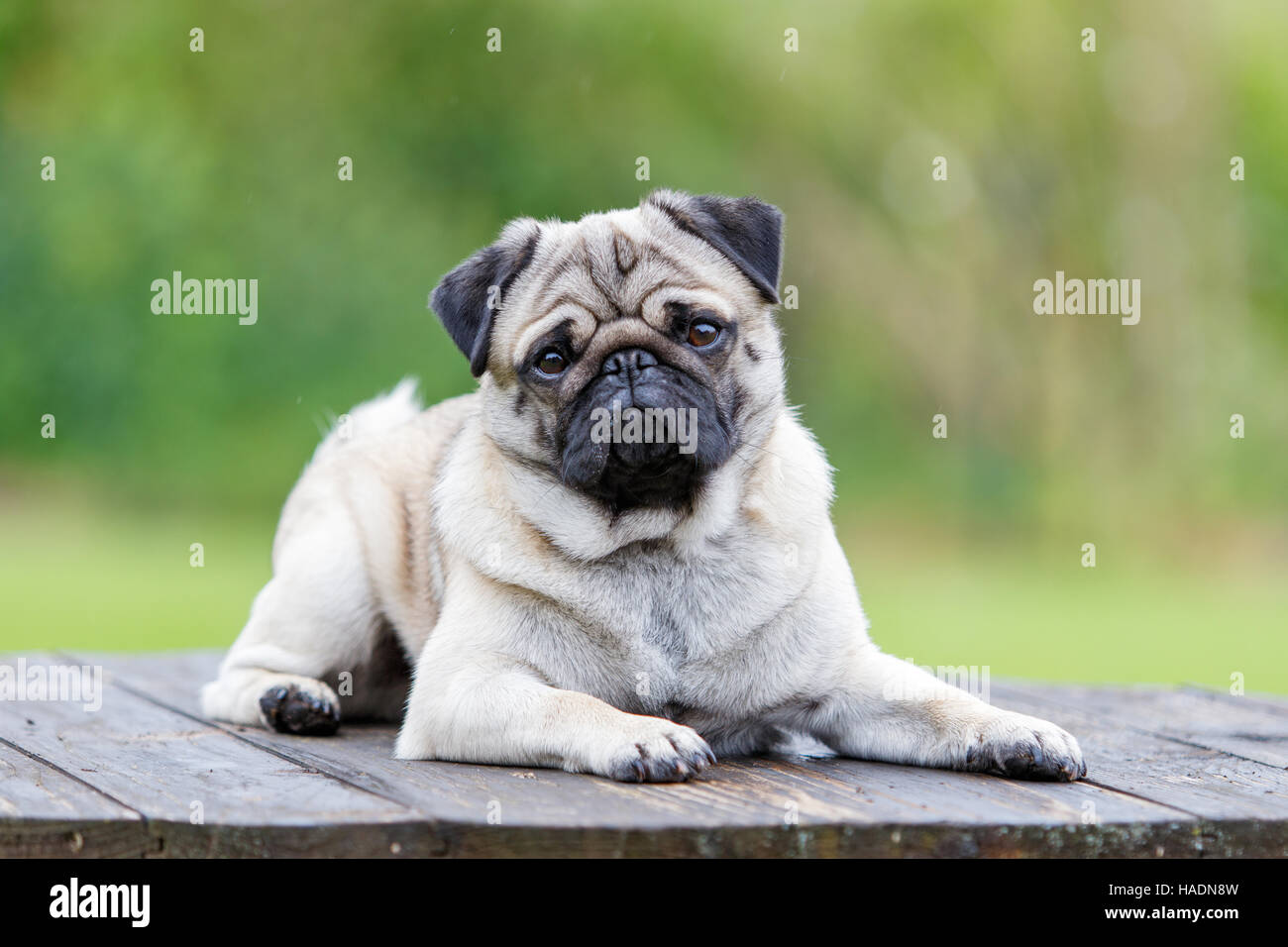 Pug. Adult male lying on a wooden walkway on a rainy day. Germany Stock ...