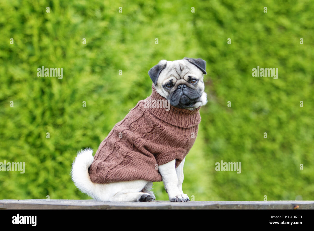 Pug. Adult male sitting in a garden, wearing a brown dog sweater ...