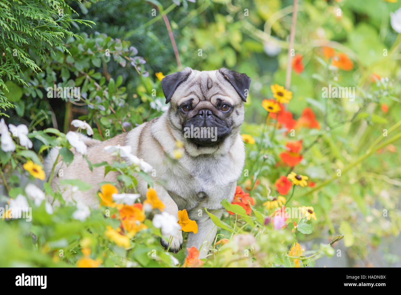 Pug. Adult male standing among summer flowers. Germany Stock Photo - Alamy