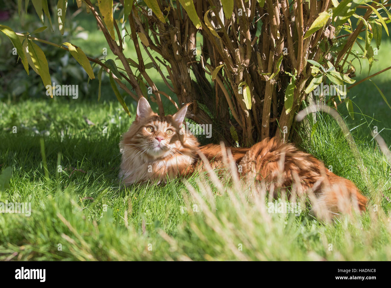Maine Coon Cat. Red tomcat (2 years old) taking a sunbath in a garden ...