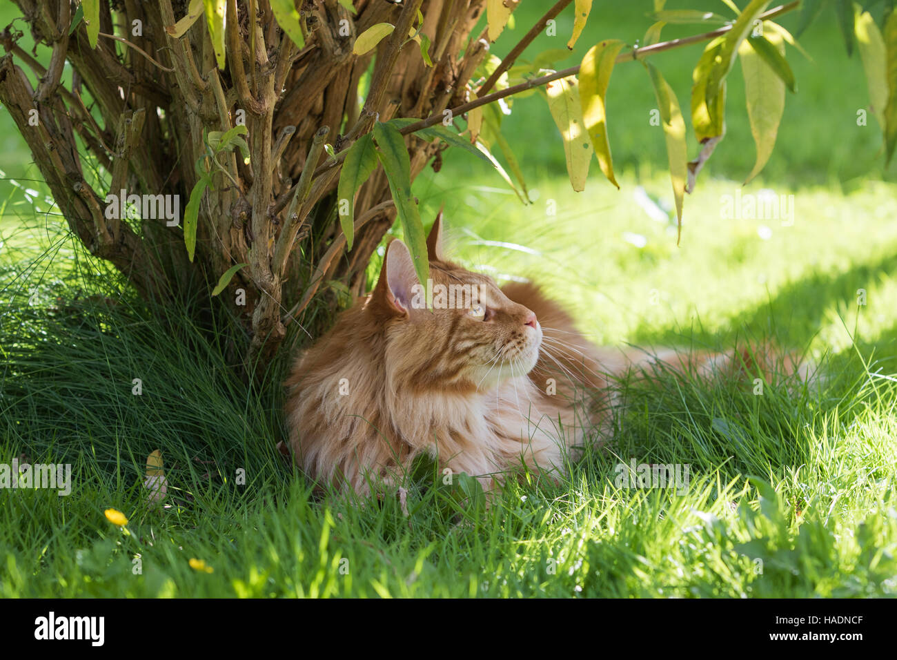Maine Coon Cat. Red tomcat (2 years old) lying in the shadow under a ...