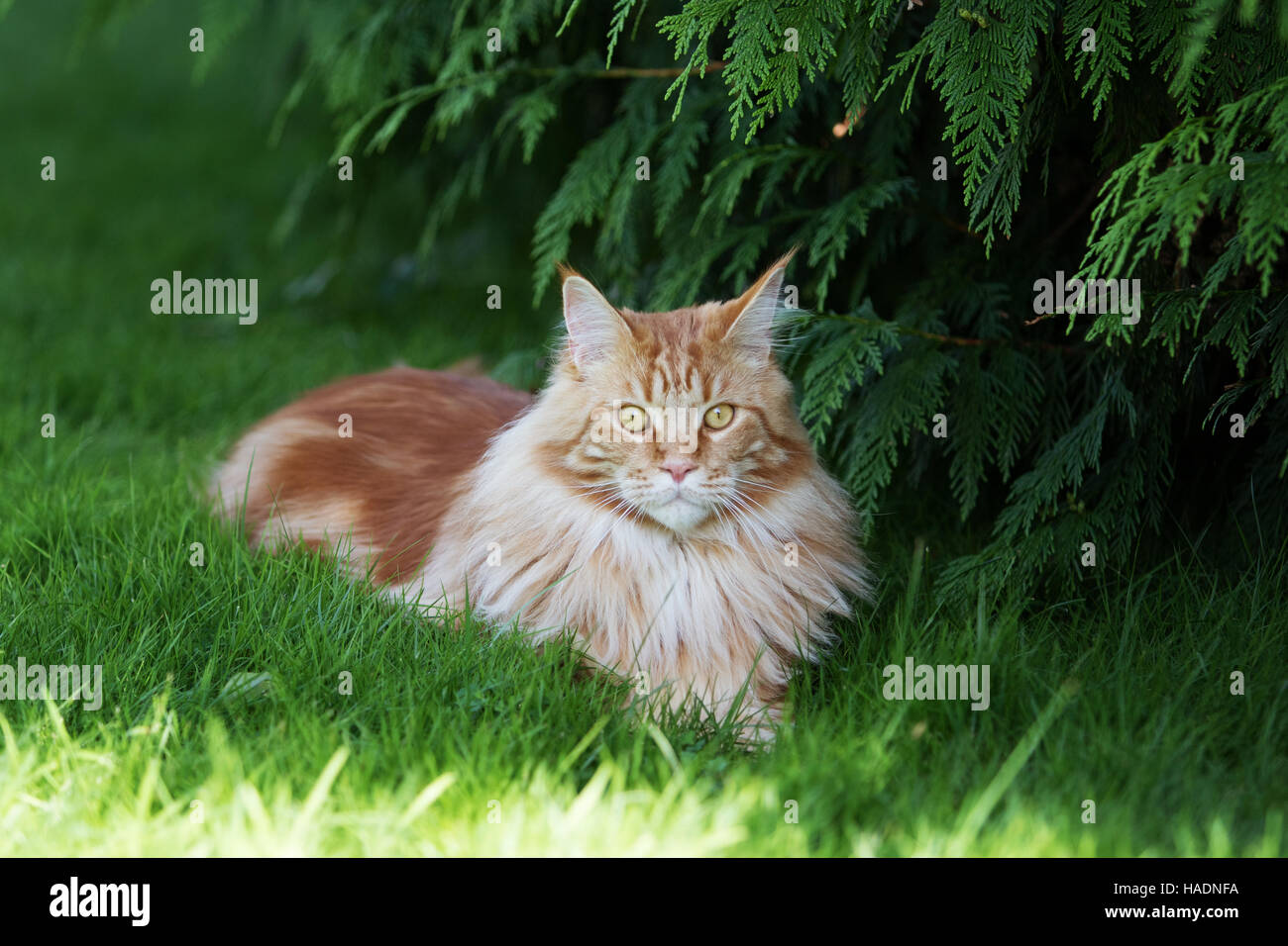 Maine Coon Cat. Red tomcat (2 years old) lying in the shade of a hedge ...