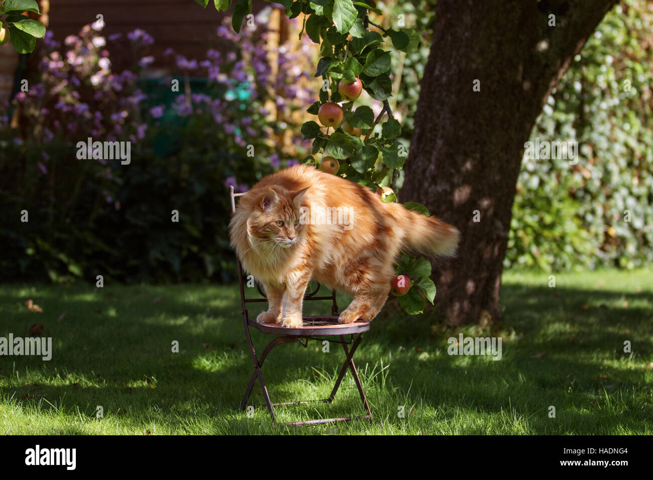 Maine Coon Cat. Red tomcat (2 years old) standing on a chair under an ...