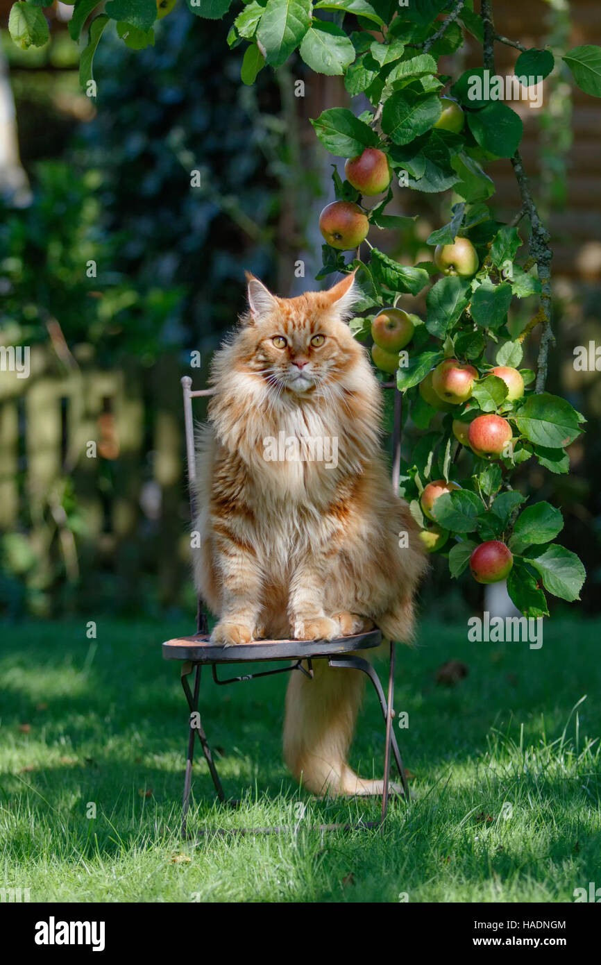 Maine Coon. Red tomcat (2 years old) sitting on a chair under an apple ...