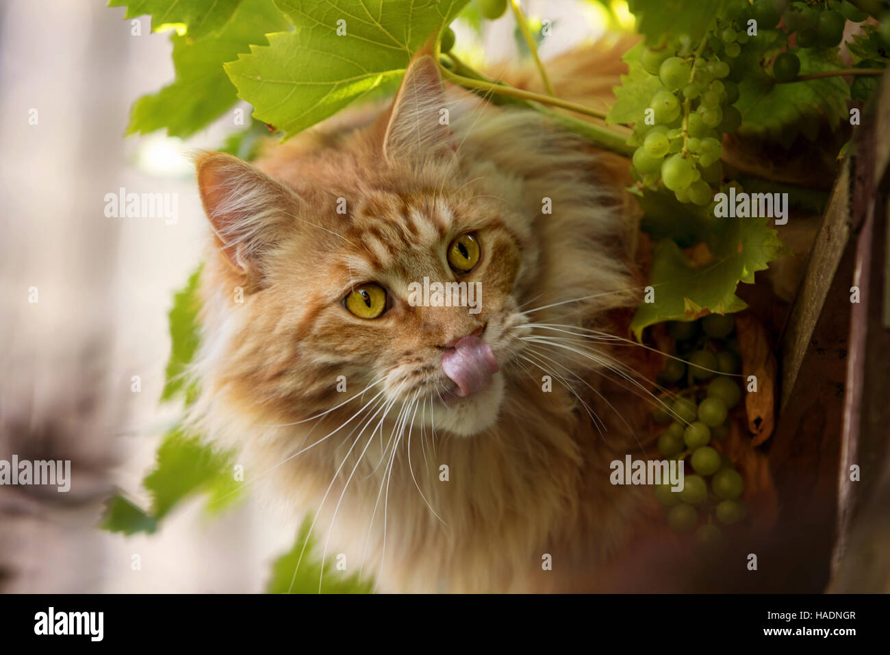 Maine Coon. Red tomcat (2 years old) at a Grape Vine with green grapes ...
