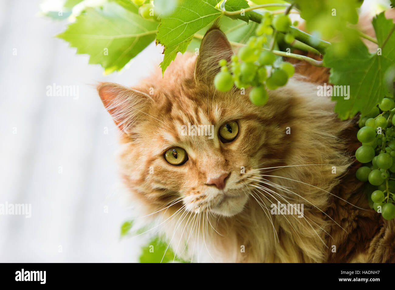 Maine Coon Cat. Red tomcat (2 years old) at a Grape Vine with green ...
