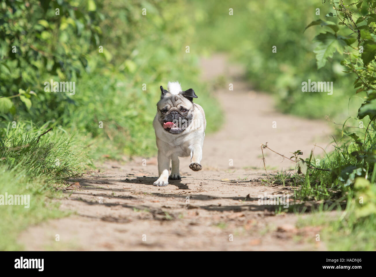 Pug. Adult dog running on a forest path. Germany Stock Photo - Alamy