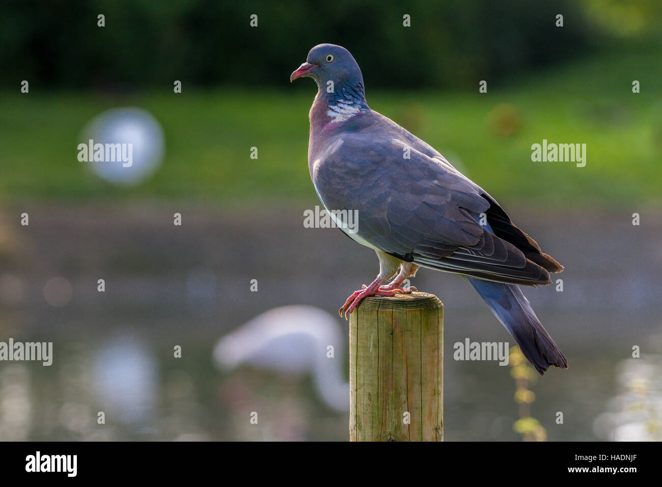 Pidgeon standing on post at Slimbridge Stock Photo - Alamy