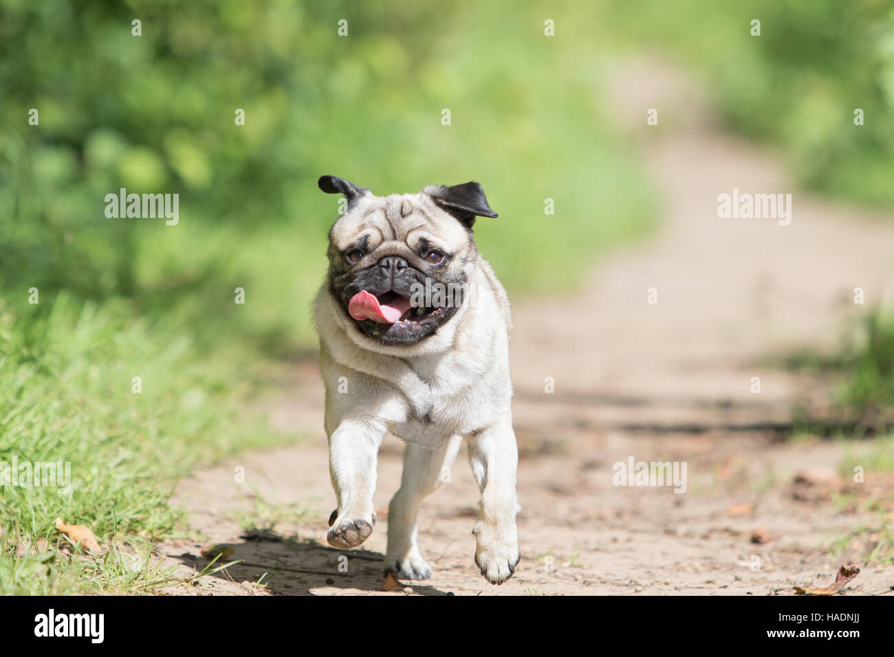 Pug. Adult dog running on a forest path. Germany Stock Photo - Alamy