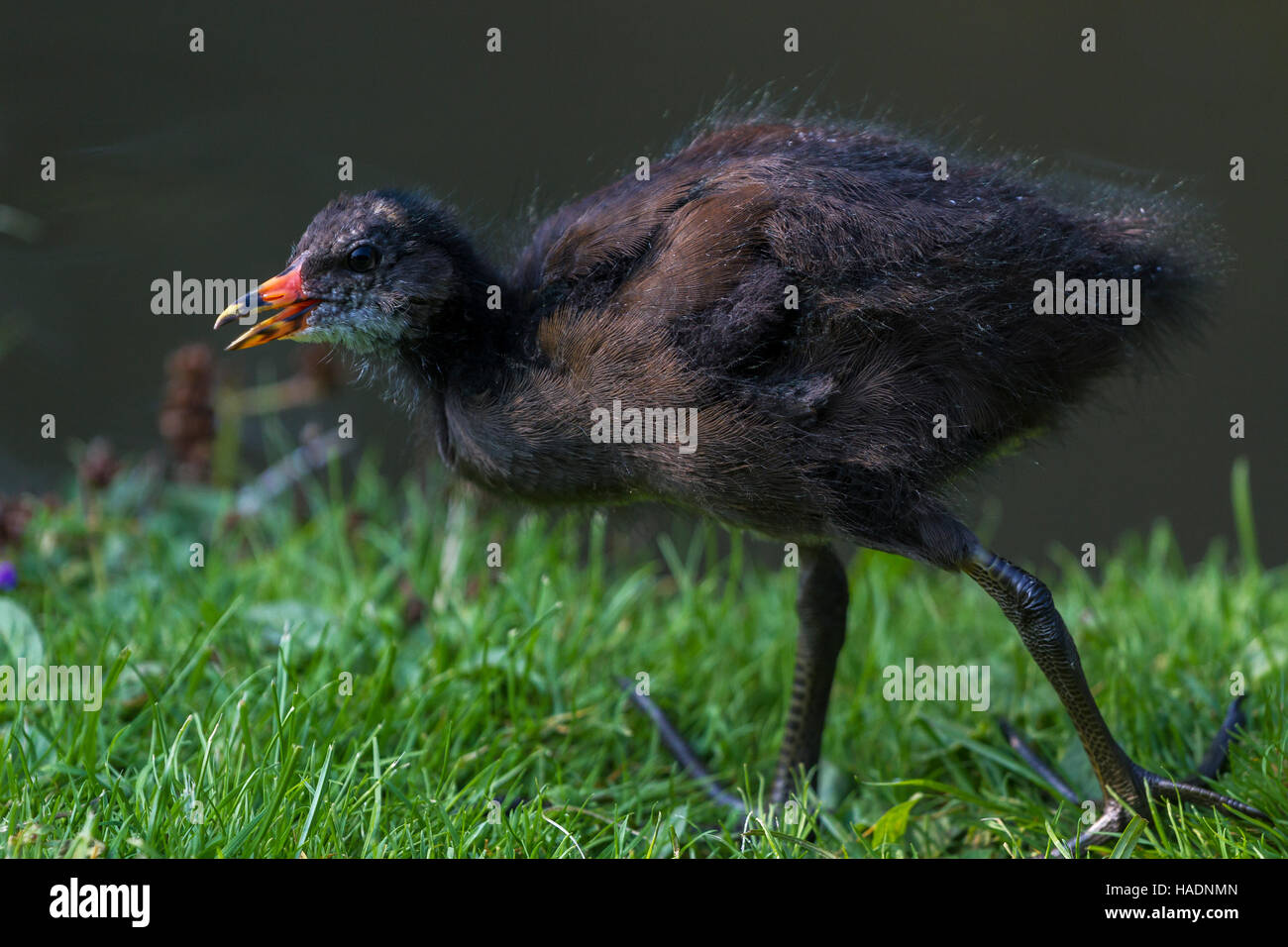 Moorhen Chick at Slimbridge Stock Photo - Alamy