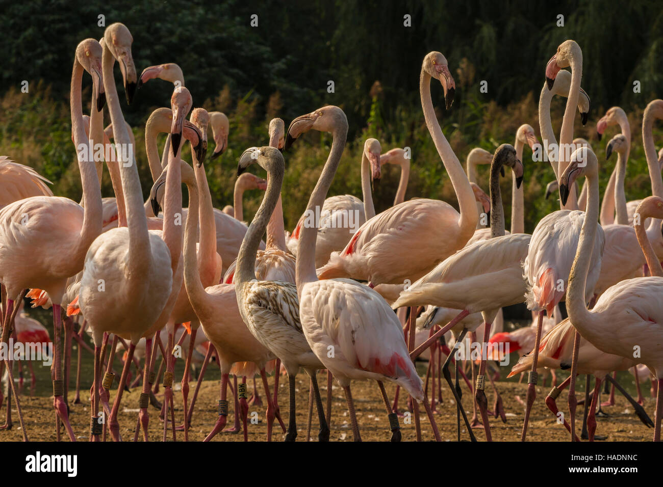 Greater Flamingo at Slimbridge Stock Photo - Alamy