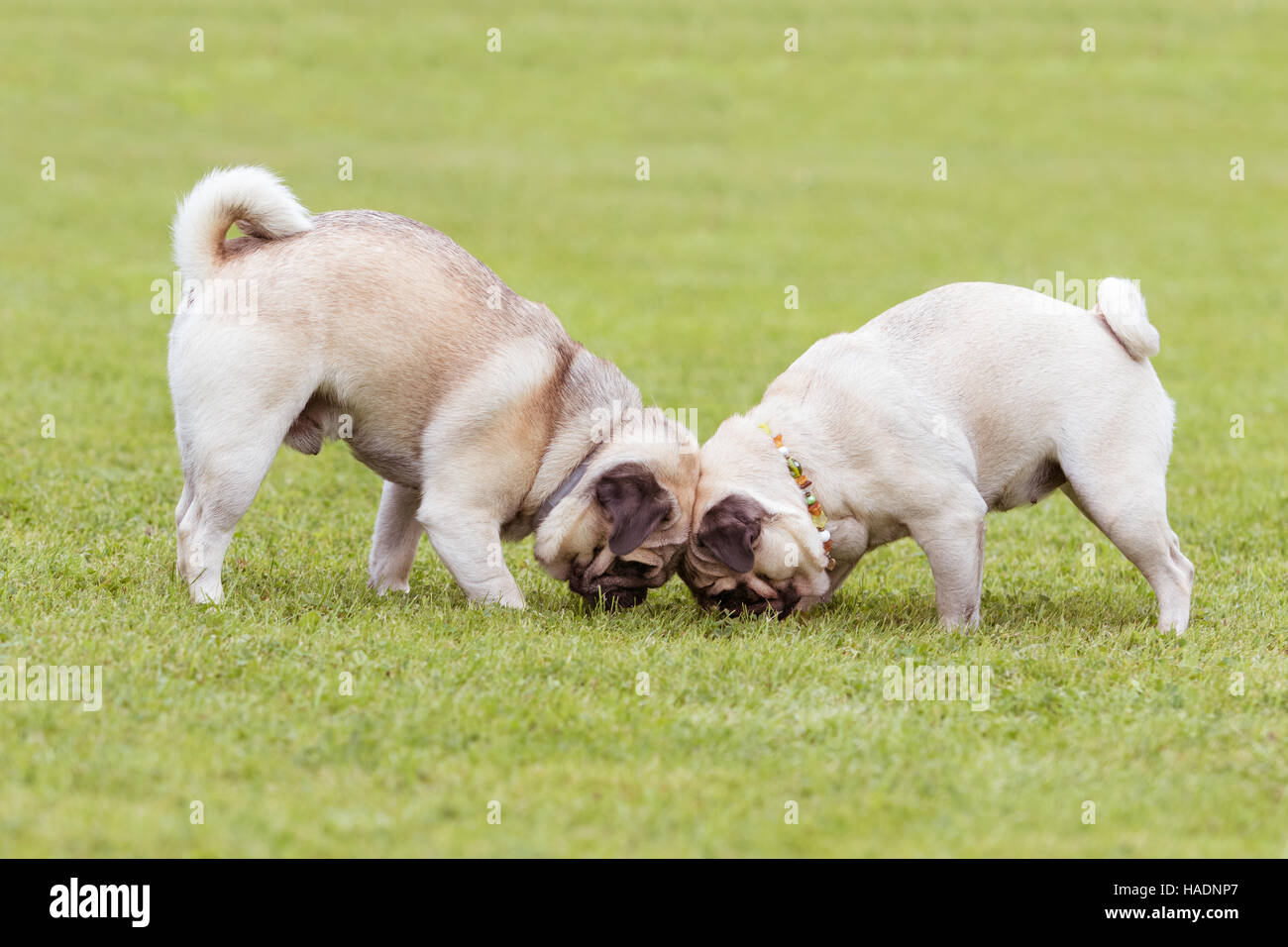 Pug. Two adults standing head-to-head on a lawn. Germany Stock Photo ...