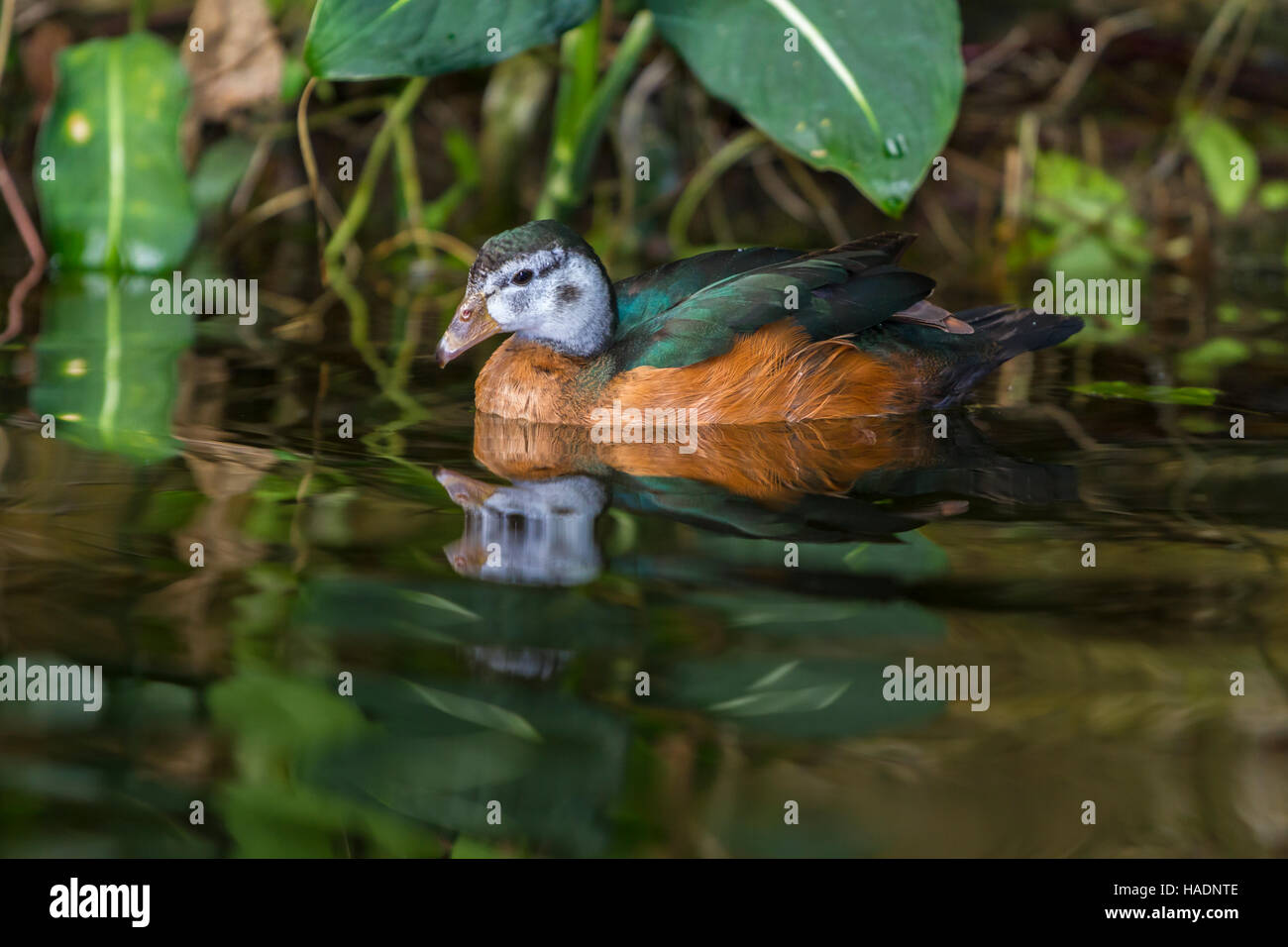 African Pygmy Goose Nettapus Auritus High Resolution Stock Photography ...