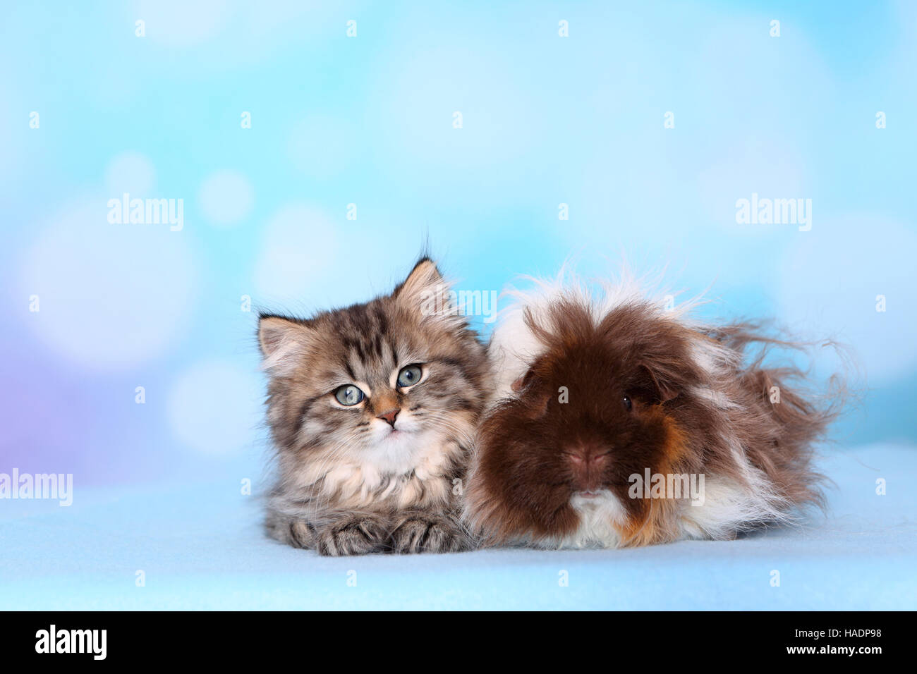 Lunkarya guinea pig hi-res stock photography and images - Alamy