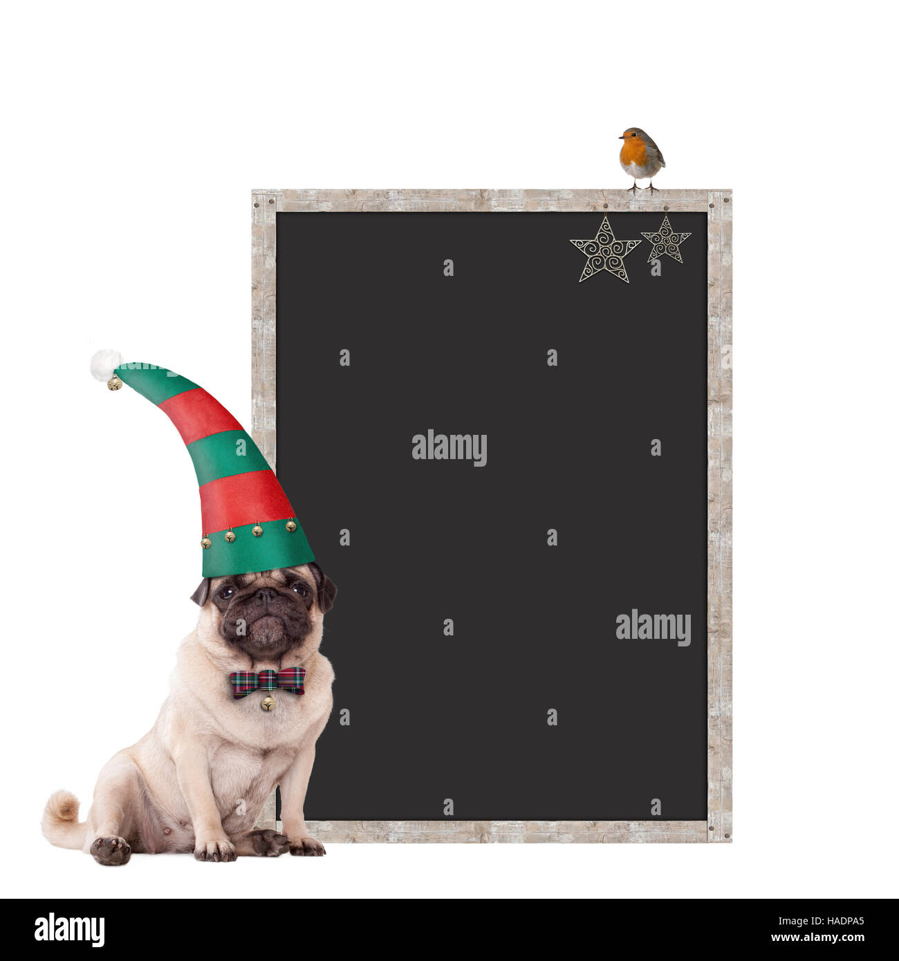 cute pug puppy dog wearing an elf hat for christmas, sitting next to ...