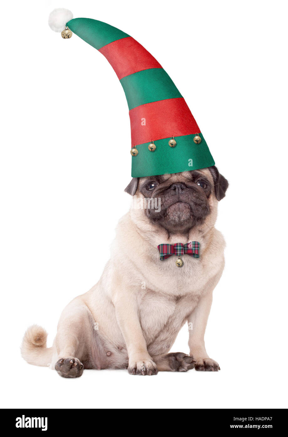 cute pug puppy dog wearing an elf hat for christmas, on white ...