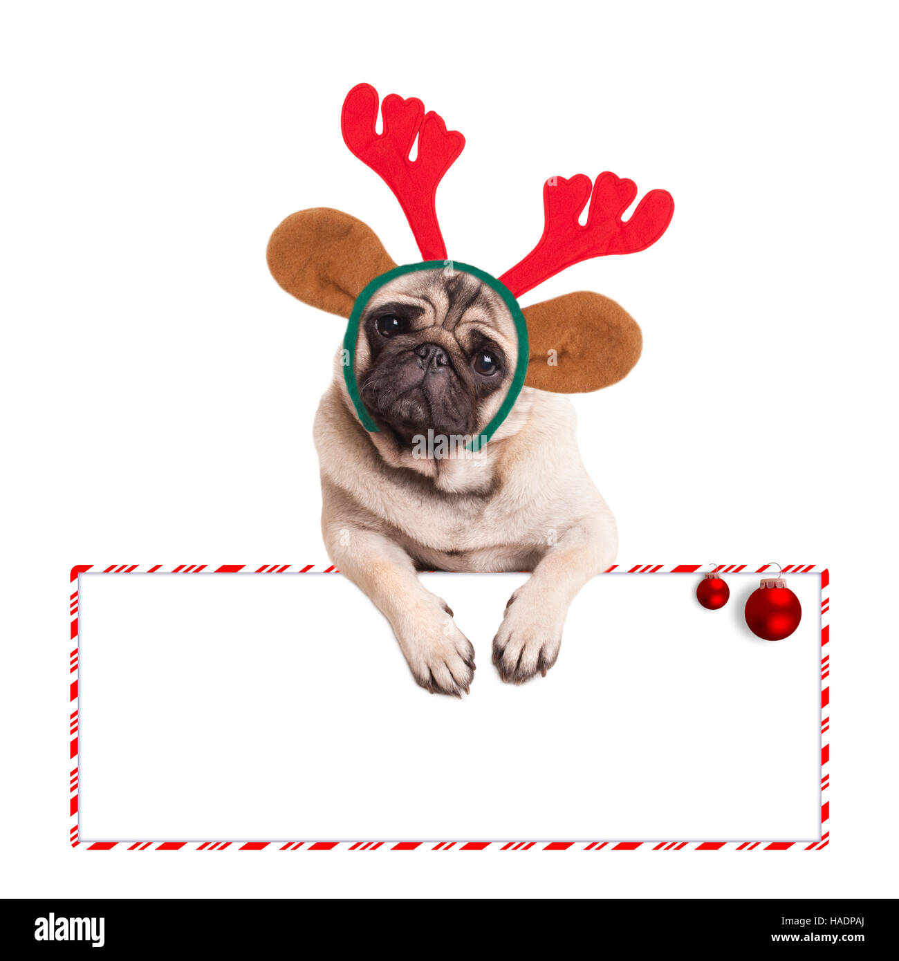 cute pug puppy dog wearing reindeer antlers for christmas, hanging on ...