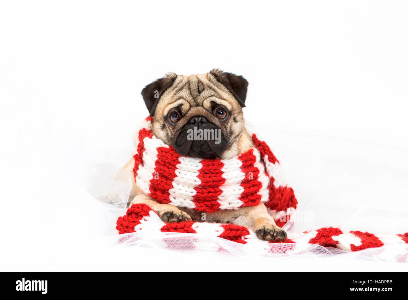 Pug. Adult male lying, wearing red-and-white striped muffler. Studio ...